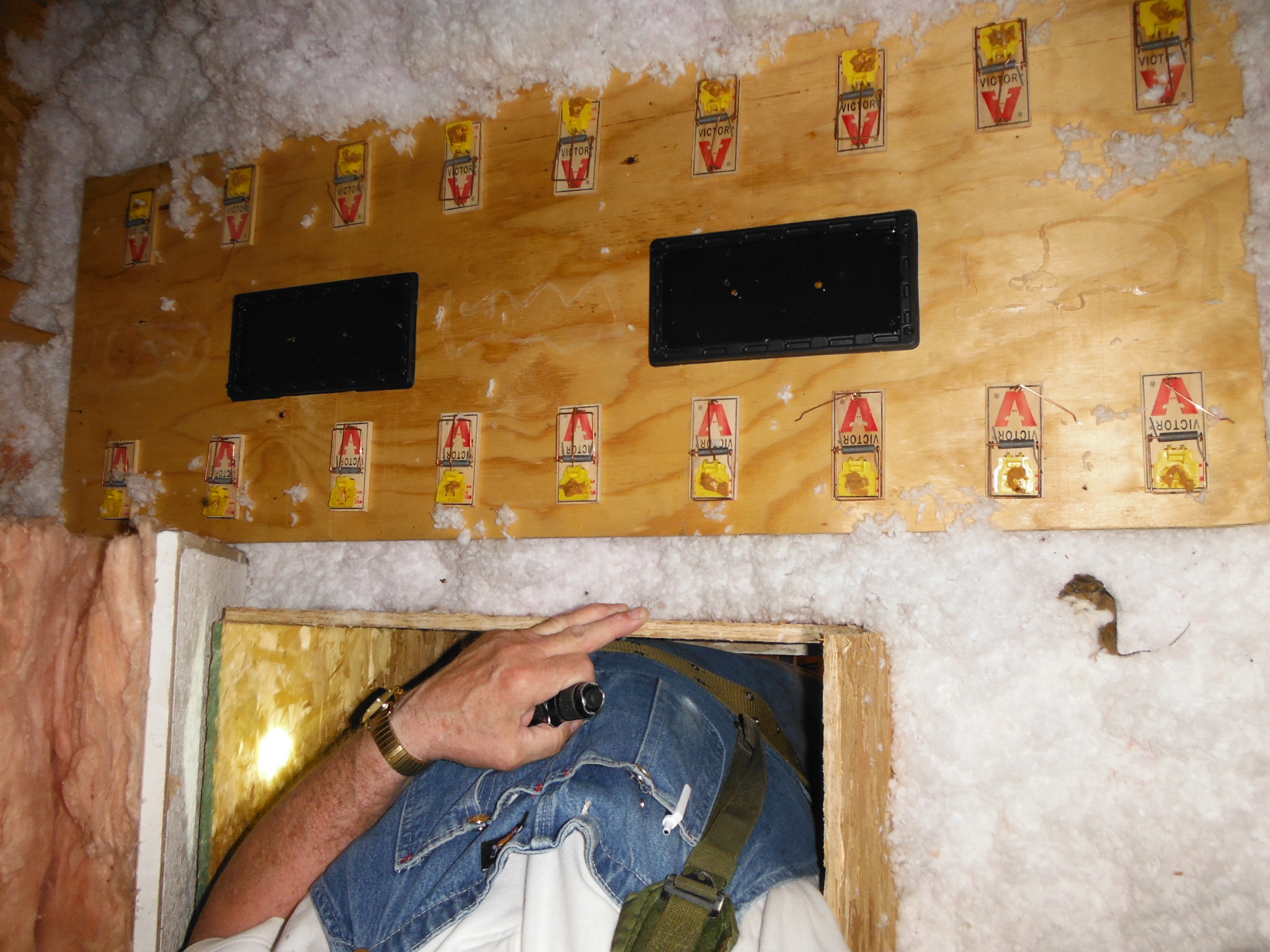 Stuff we've found in attics during home inspections - Structure Tech ...