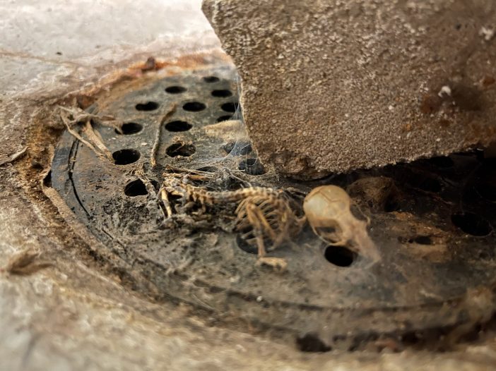Animals, skeletons, and creepy home inspection stuff 2022 - Structure ...