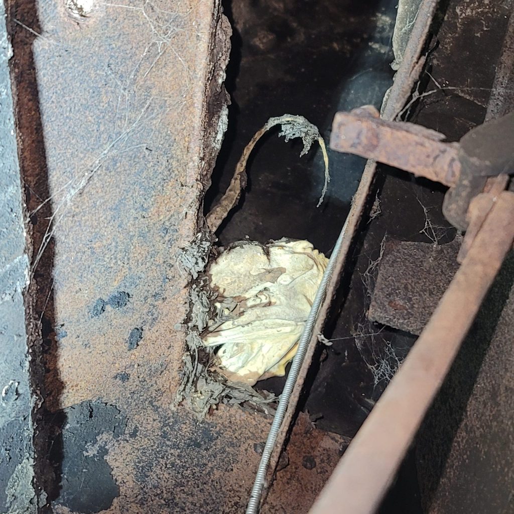 Animals, skeletons, and creepy home inspection stuff 2022 - Structure ...