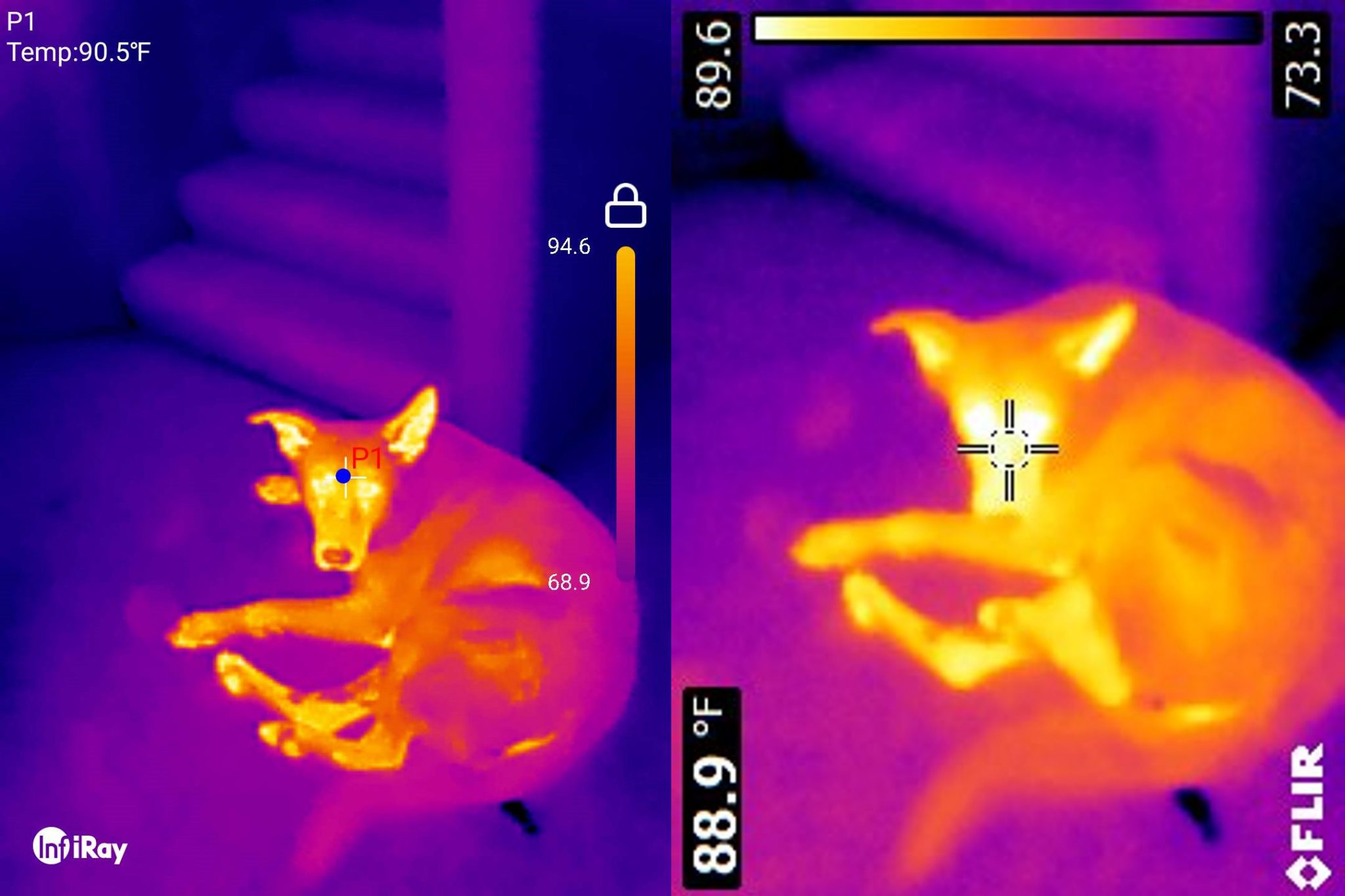 InfiRay P2 Pro: A home inspector's review of a new smartphone infrared ...