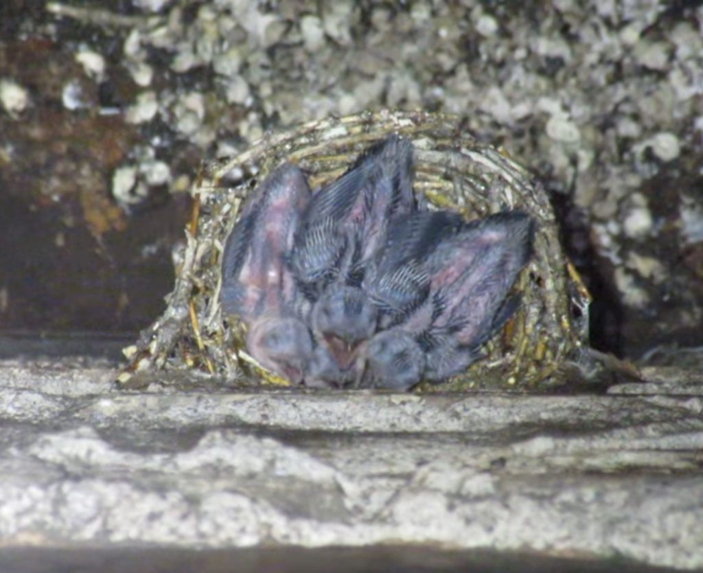 Chimney inspection show-stopper: chimney swifts - Structure Tech Home ...